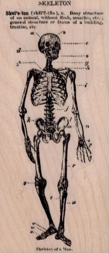 Skeleton Diagram 2 1/4 X 5 · VivaLasVegasStamps!