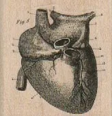 Heart Diagram 1 3/4 X 1 3/4 · VivaLasVegasStamps!